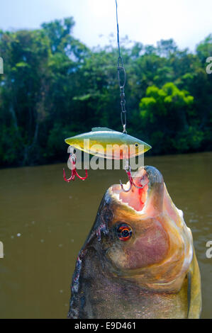 Giant piranhas with their razor-sharp teeth hang out in the rocky Stock ...