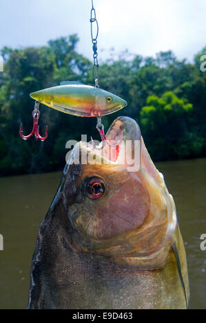 Giant piranhas with their razor-sharp teeth hang out in the rocky Stock ...