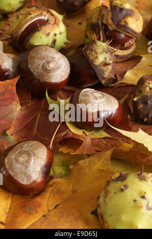 Buckeye with pod. Conker, horse chestnut Stock Photo - Alamy