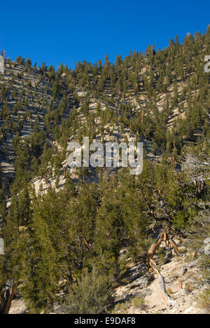 Methuselah Walk National Recreation Trail, Ancient Bristlecone Pine ...