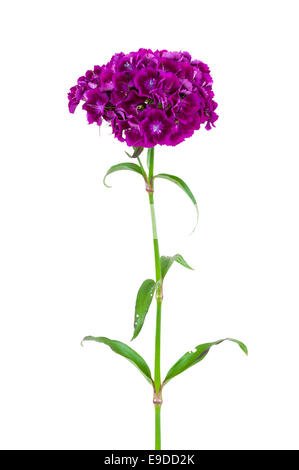 Dianthus barbatus, sweet william, flower Stock Photo - Alamy