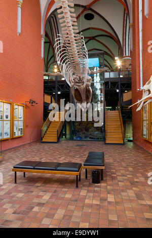 Deutsches Meeresmuseum, Stralsund, Germany, Europe Stock Photo - Alamy