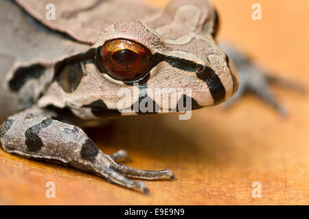Smokey Jungle Frog on a leaf in the Amazon rainforest, Peru Stock Photo ...