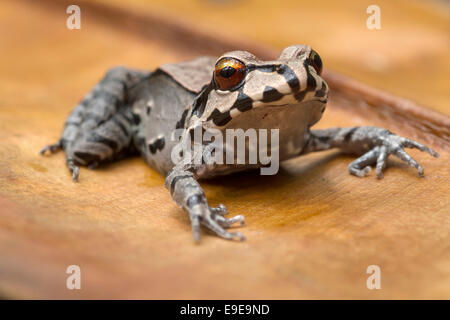 Smokey Jungle Frog on a leaf in the Amazon rainforest, Peru Stock Photo ...