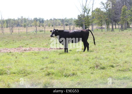 Cows standing in green grasses in a small pasture Stock Photo - Alamy