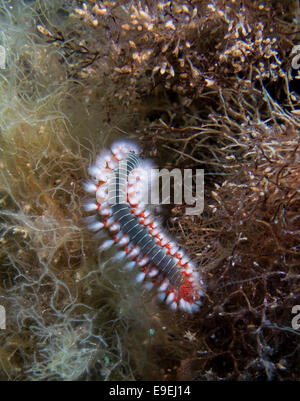 Bristles of Fire Worm Hermodice carunculata Vis Island Adriatic Sea ...