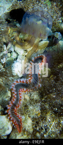 Fireworm are also called Bearded Fire Worm, Hermodice carunculata, in ...