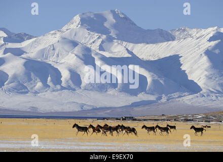 Burang County Ali Prefecture Tibet Stock Photo - Alamy