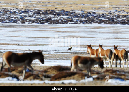Kiangs (Equus kiang) in natural environment and Thukje village in the ...
