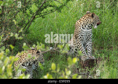 Two young leopards cubs, South Africa Stock Photo - Alamy