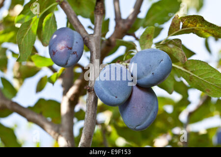 Plum tree with fruit. Closeup of delicious ripe plums on tree branch in ...