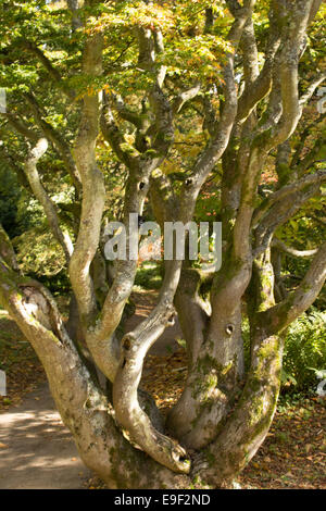 Acer palmatum tree Stock Photo - Alamy