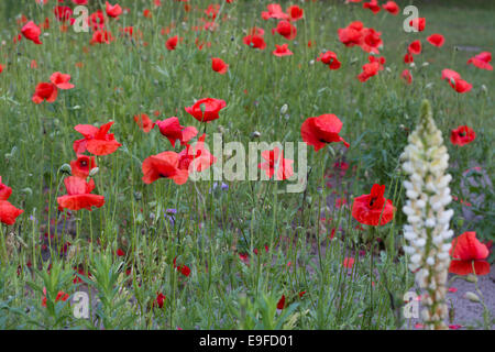 poppy seed field Stock Photo - Alamy