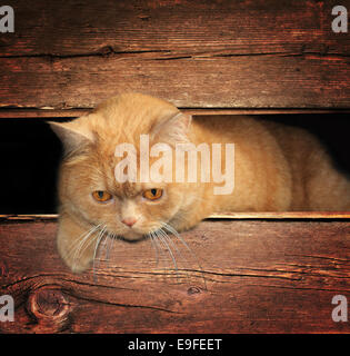 The yellow cat Stock Photo - Alamy