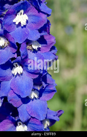 Violet wild flowers on a lawn seen up close Stock Photo - Alamy