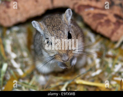 Mongolische Wüstenrennmaus / mongolian mouse Stock Photo - Alamy