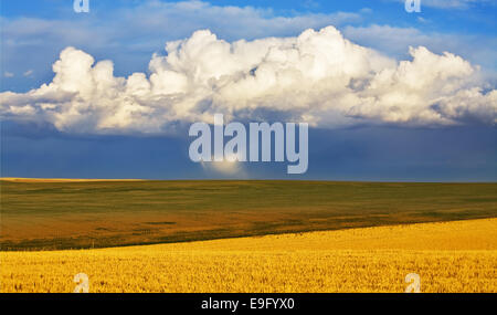 wheat field after a thunderstorm and rain, cloudy weather in a field ...
