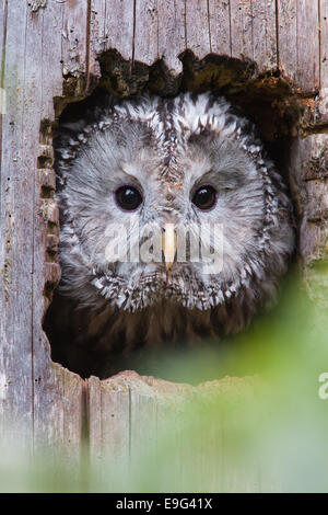 Ural owl (strix uralensis) female flying through spring foliage with a ...
