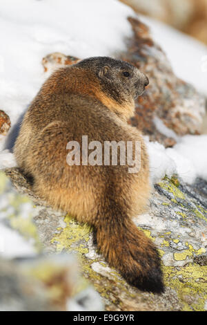 Alpenmurmeltier, Murmeltier, (Marmota marmota Stock Photo - Alamy