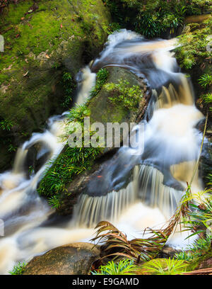 Rainforest background in Bako National Park in Borneo, Malaysia Stock ...