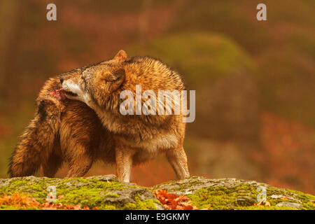Wounded wolf (Canis lupus) licking its wounds after territorial fight ...