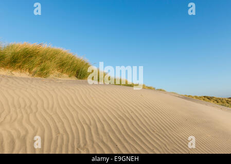 The embryo sand dunes and Marram grass psammosere foreshore at Studland ...