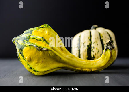 Organic miniature gourds on black background Stock Photo - Alamy