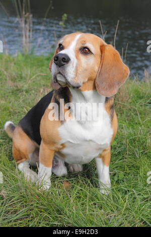 Sitting on grass beagle dog above front view Stock Photo - Alamy