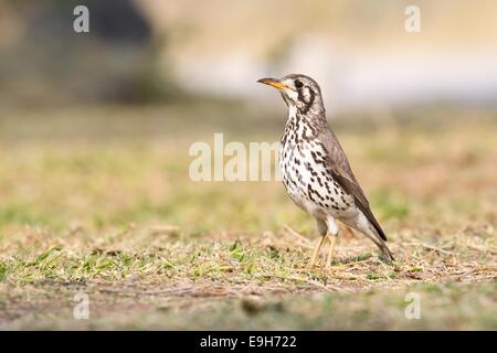Groundscraper Thrush (Psophocichla litsipsirupa), Etosha National Park, Namibia Stock Photo - Alamy