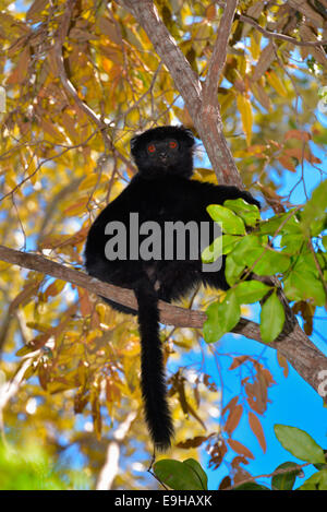 Perrier's sifaka (Propithecus perrieri), endangered species ...
