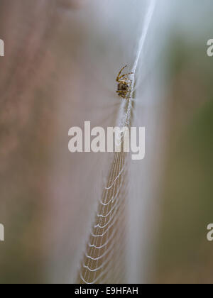 Spider (Neoscona adianta Stock Photo - Alamy