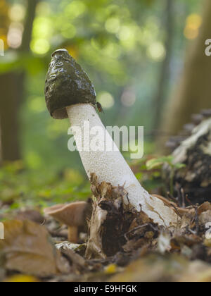 Common Stinkhorn (Phallus impudicus), Germany | Gemeine Stinkmorchel ...
