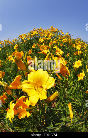 Blossoming lilies in the garden Stock Photo - Alamy