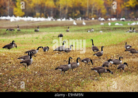Canadian and snow geese resting and feeding in a harvested corn field ...