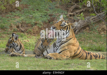 Wild Indian Tiger mother grooming her young cubs in a waterhole in the ...