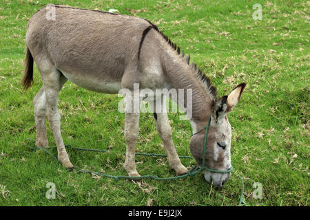 A Jerusalem Donkey standing in a farmers pasture in Cotacachi, Ecuador ...