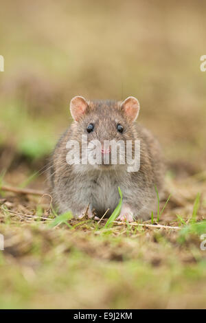 Brown Rat (Rattus norvegicus). 'Black' or melanistic form Stock Photo ...