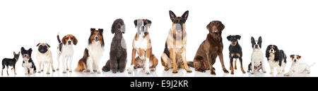 Boston Terrier with German Boxer Stock Photo - Alamy