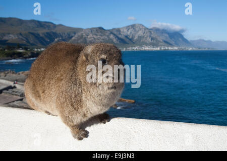 Rock hyrax, dassie, cape hyrax or rock rabbit (Procavia capensis ...