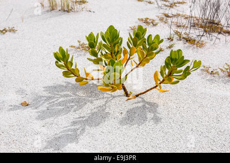 The Inkberry plant, common on Florida's beachs Stock Photo - Alamy