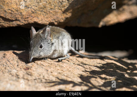 Western Rock Sengi (Elephantulus rupestris Stock Photo - Alamy