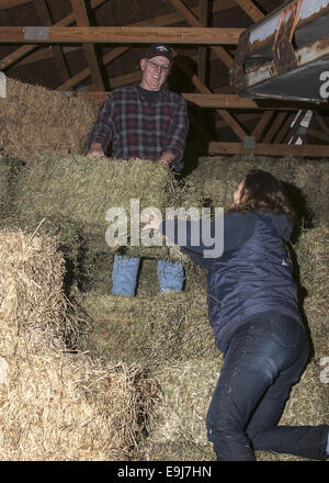 man working in barn Stock Photo - Alamy