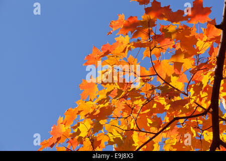 Red maple leaves changing color in autumn - Virginia USA Stock Photo ...
