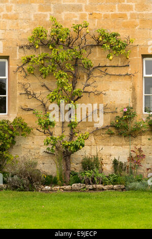 An old pear tree in an autumn robe Stock Photo - Alamy