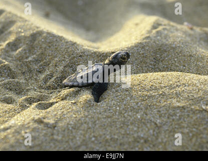 Baby Loggerhead turtle (Caretta caretta) just hatched out from nest ...