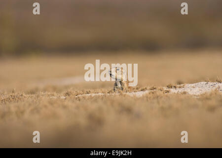 Mexican prairie dog (Cynomys mexicanus Stock Photo - Alamy
