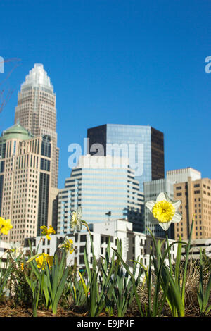 SPRINGTIME DAFFODILS SKYLINE DOWNTOWN CHARLOTTE MACKLENBURG COUNTY ...