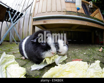 Two guinea pigs eating cabbage Stock Photo - Alamy