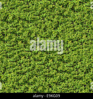 Seamless Tileable Texture of Green Bush Stock Photo - Alamy