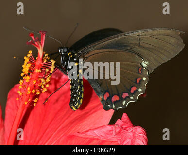 Belus Swallowtail butterfly (Battus belus) feeding on a tropical flower ...